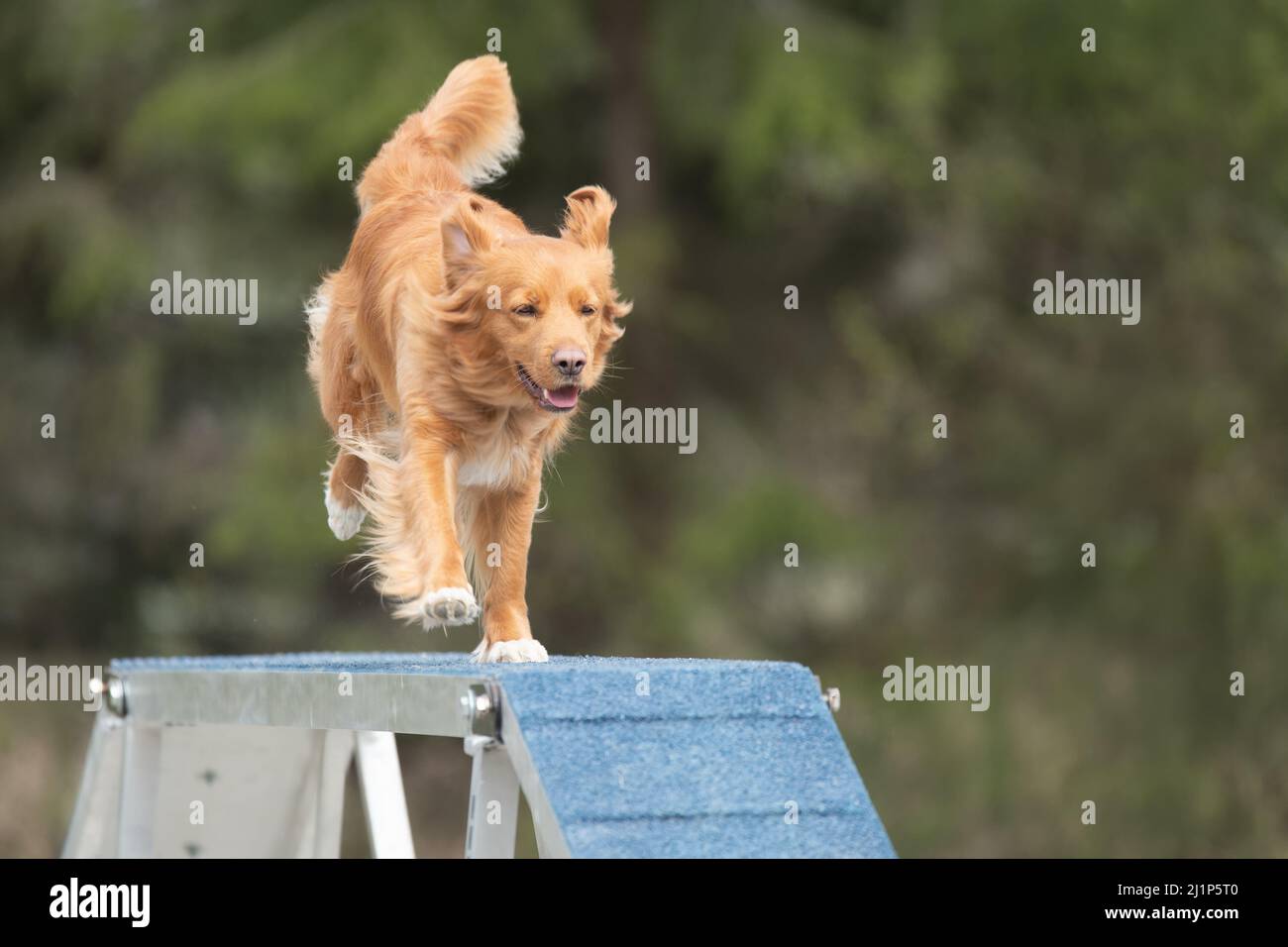 Closeup labrador running on hi-res stock photography and images - Alamy