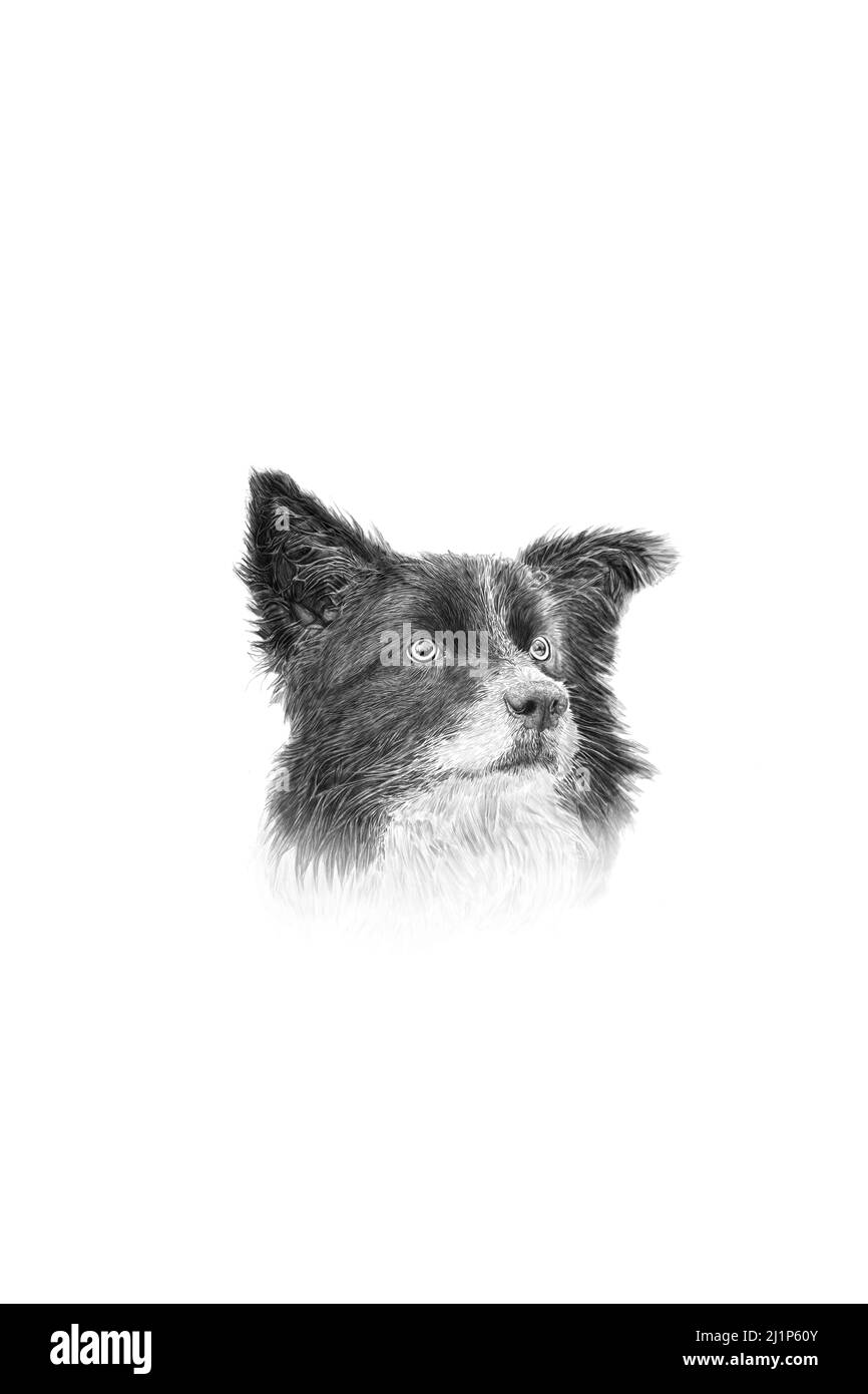 A portrait of a dog's face isolated on a white background Stock Photo ...