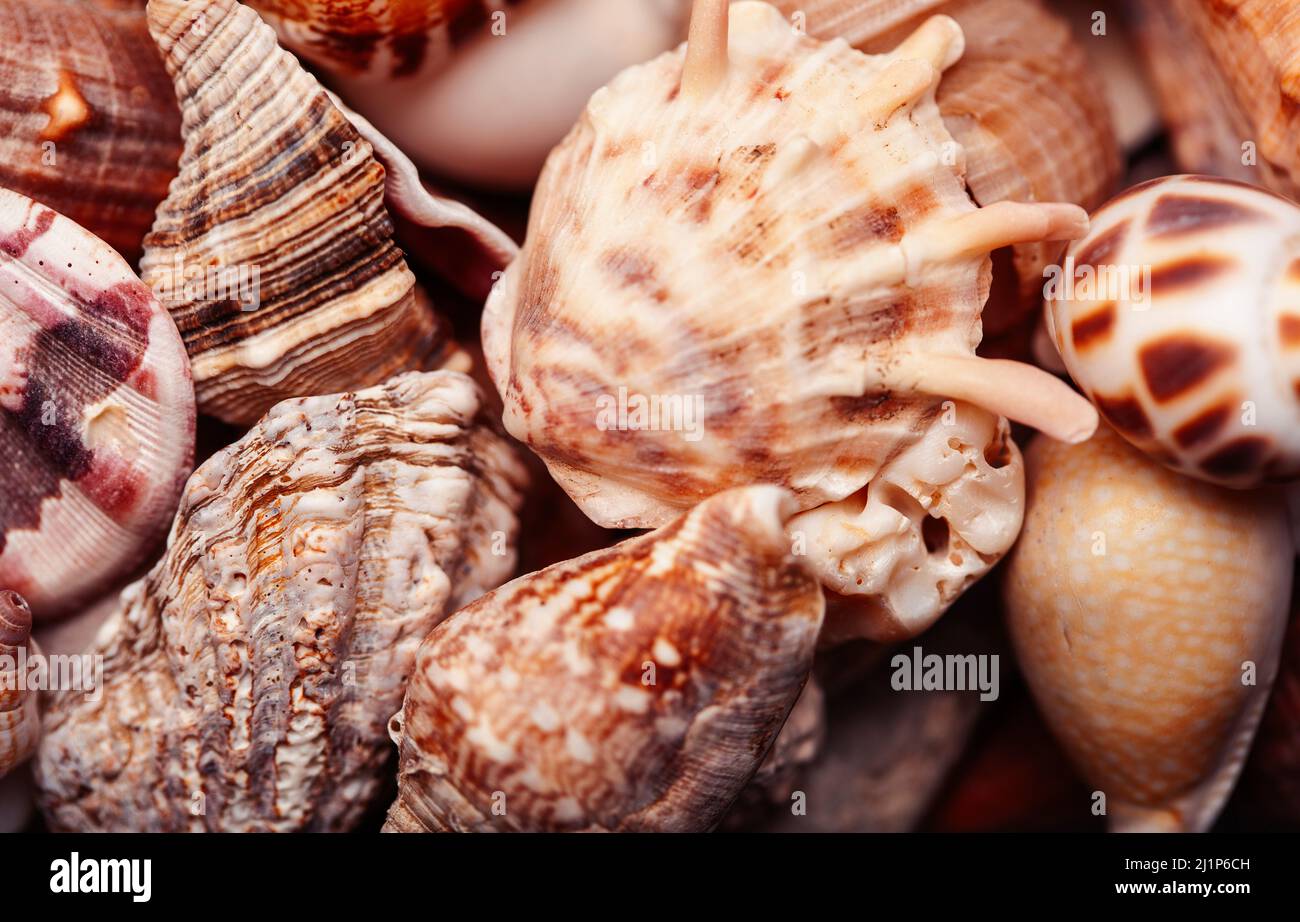 a lot of different empty sea shells, natural background, macro details ...