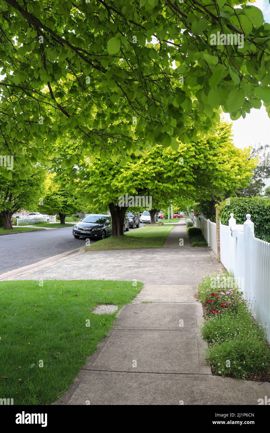 A vertical shot of a small country street with trees in Bowral ...