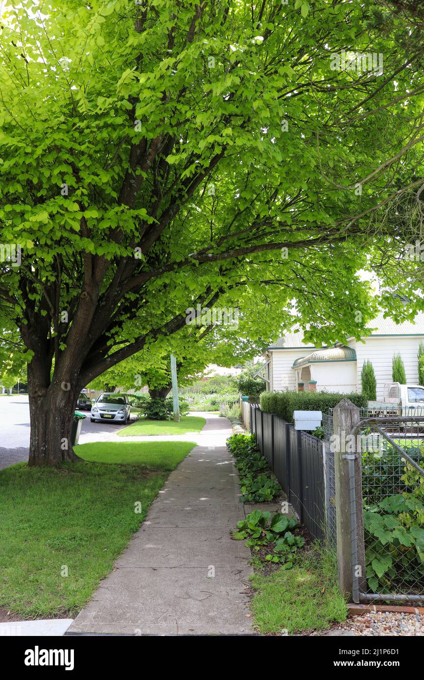 A vertical shot of a small country street with trees in Bowral ...