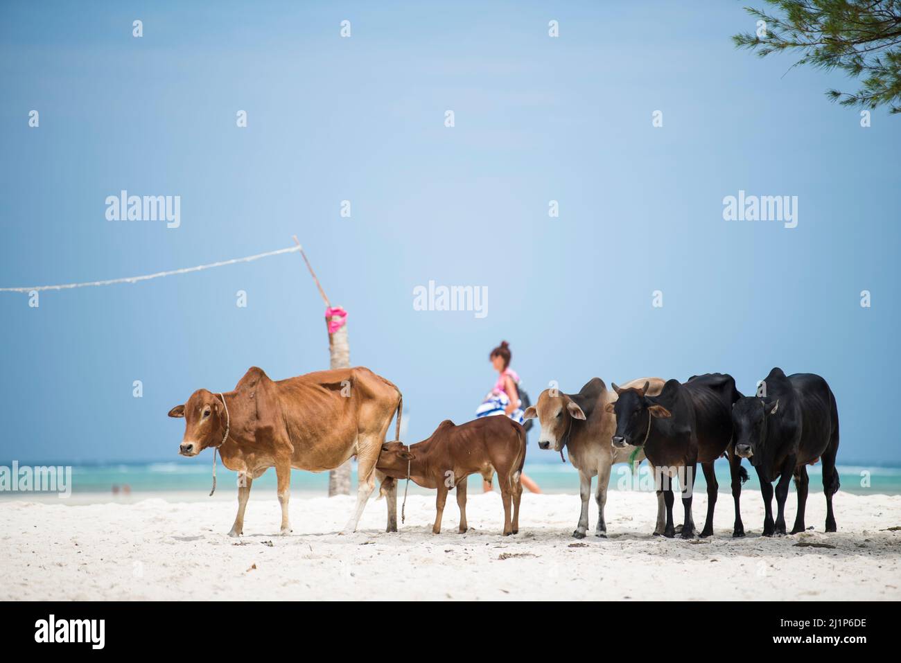 Zanzibar City, Tanzania-January 02,2019: Cows from local farms roam the ...