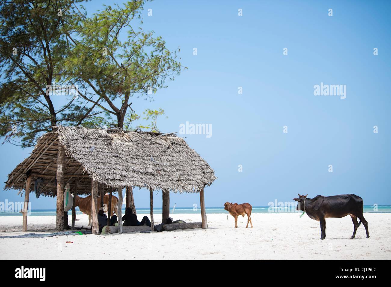 Zanzibar City, Tanzania-January 02,2019: Cows from local farms roam the ...