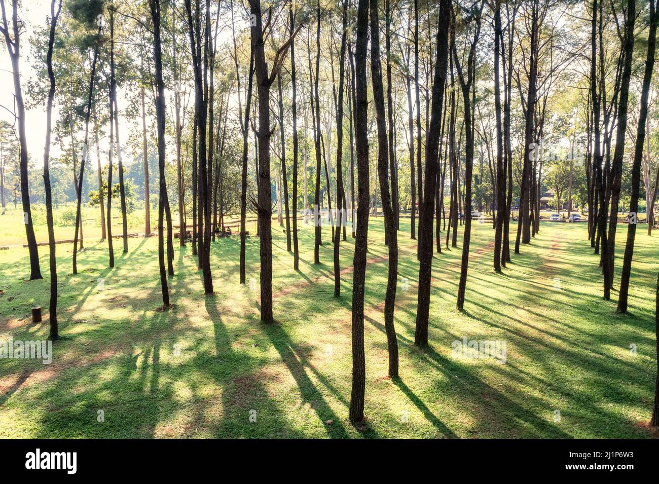 Pine trees with sunlight shine in planted forest at conservation area ...