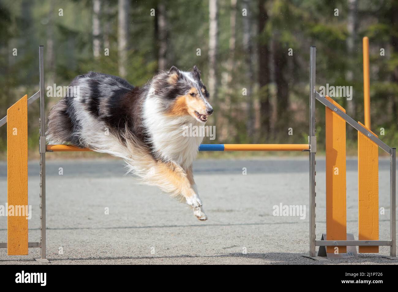 A Rough Collie jumping over an agility hurdle on a dog agility course ...