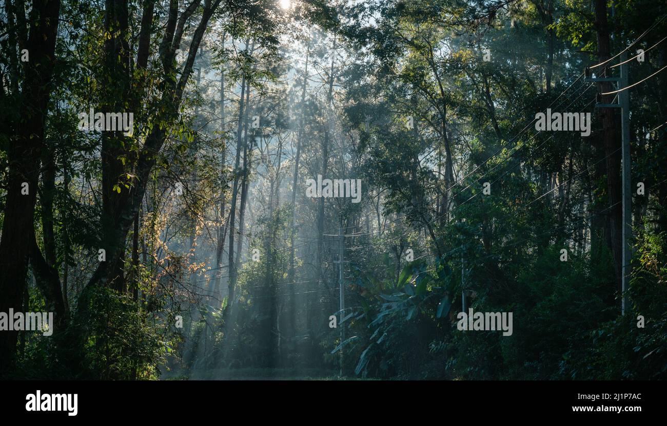 Sunlight through lush tropical rainforest in national park at morning ...