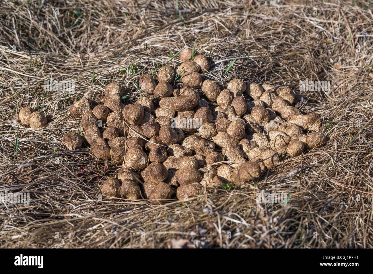 many balls of moose or deer dung on dry grass Stock Photo - Alamy