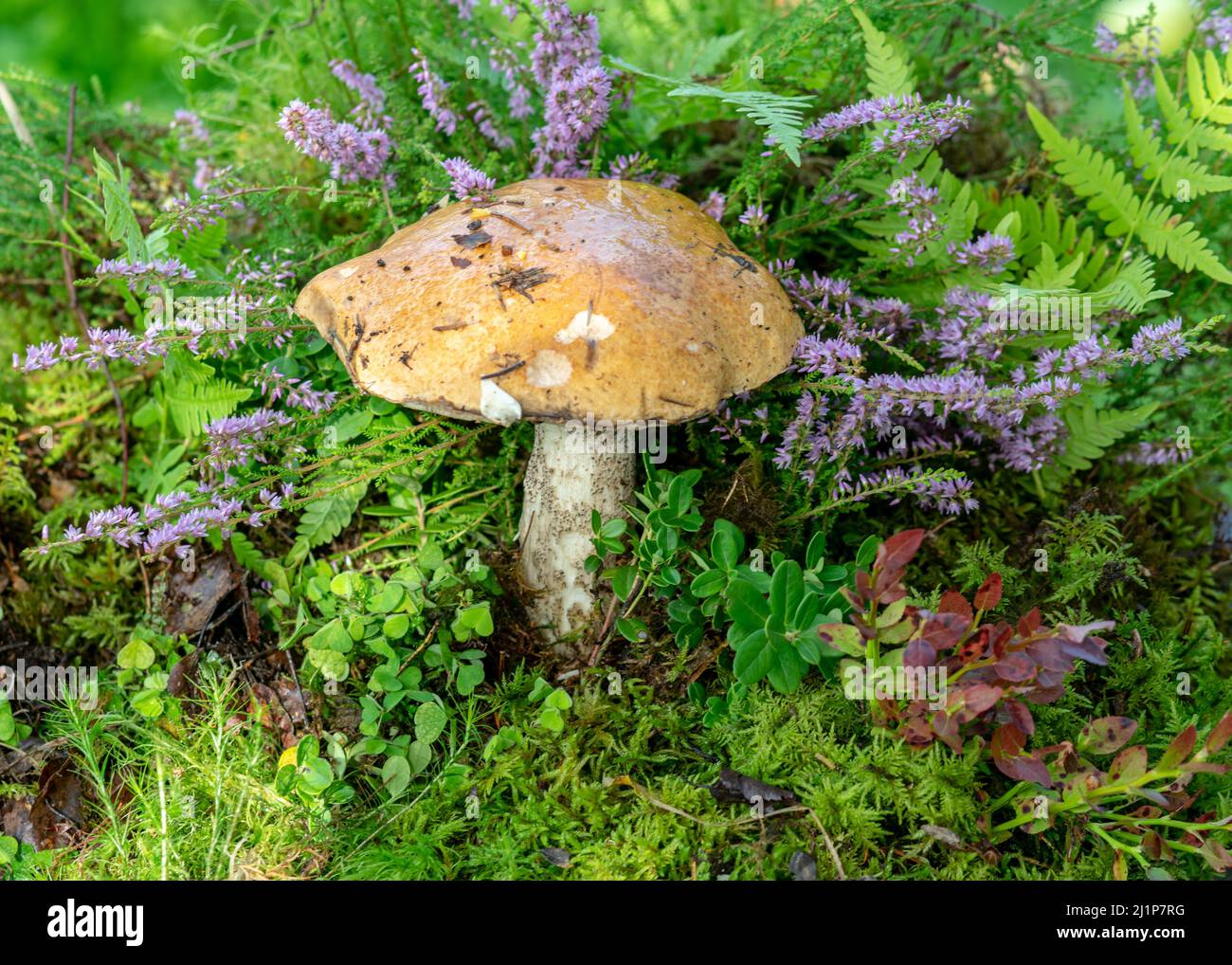 beautiful and colorful photo with mushroom close-up, traditional forest ...