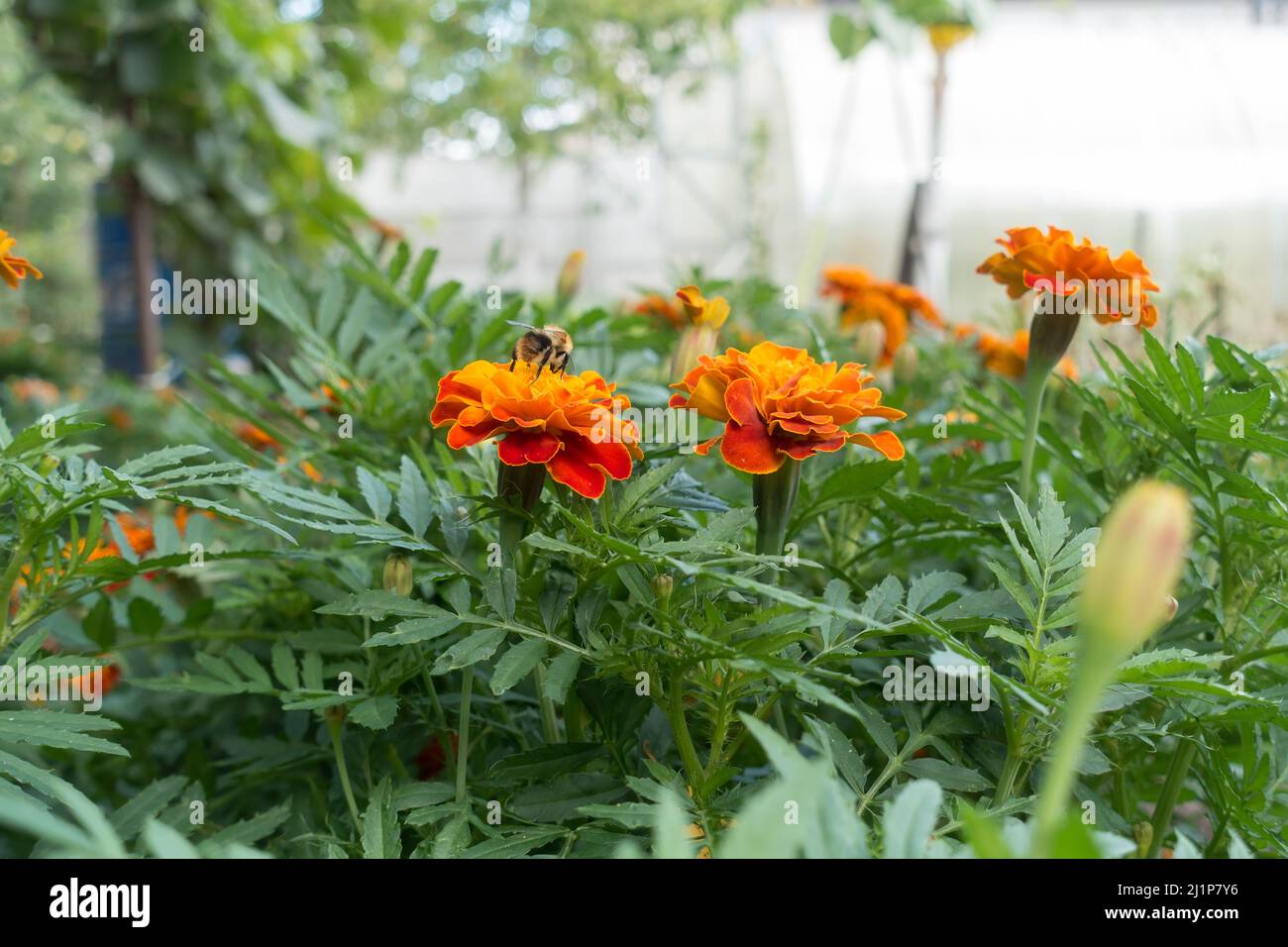 large number of beautiful garden flowers grow Stock Photo - Alamy