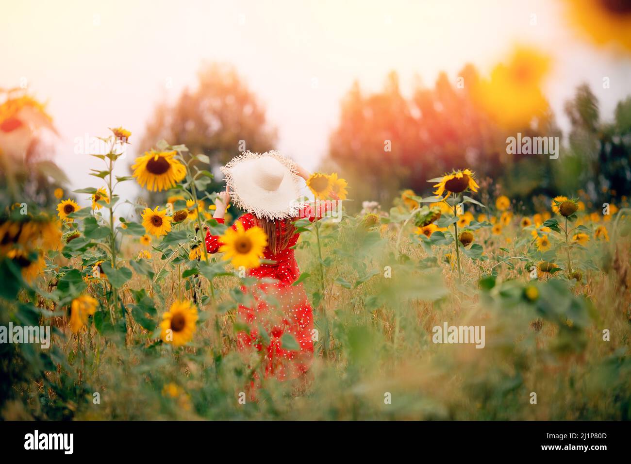 Beautiful happy young woman back in field sunflowers in red dress and ...