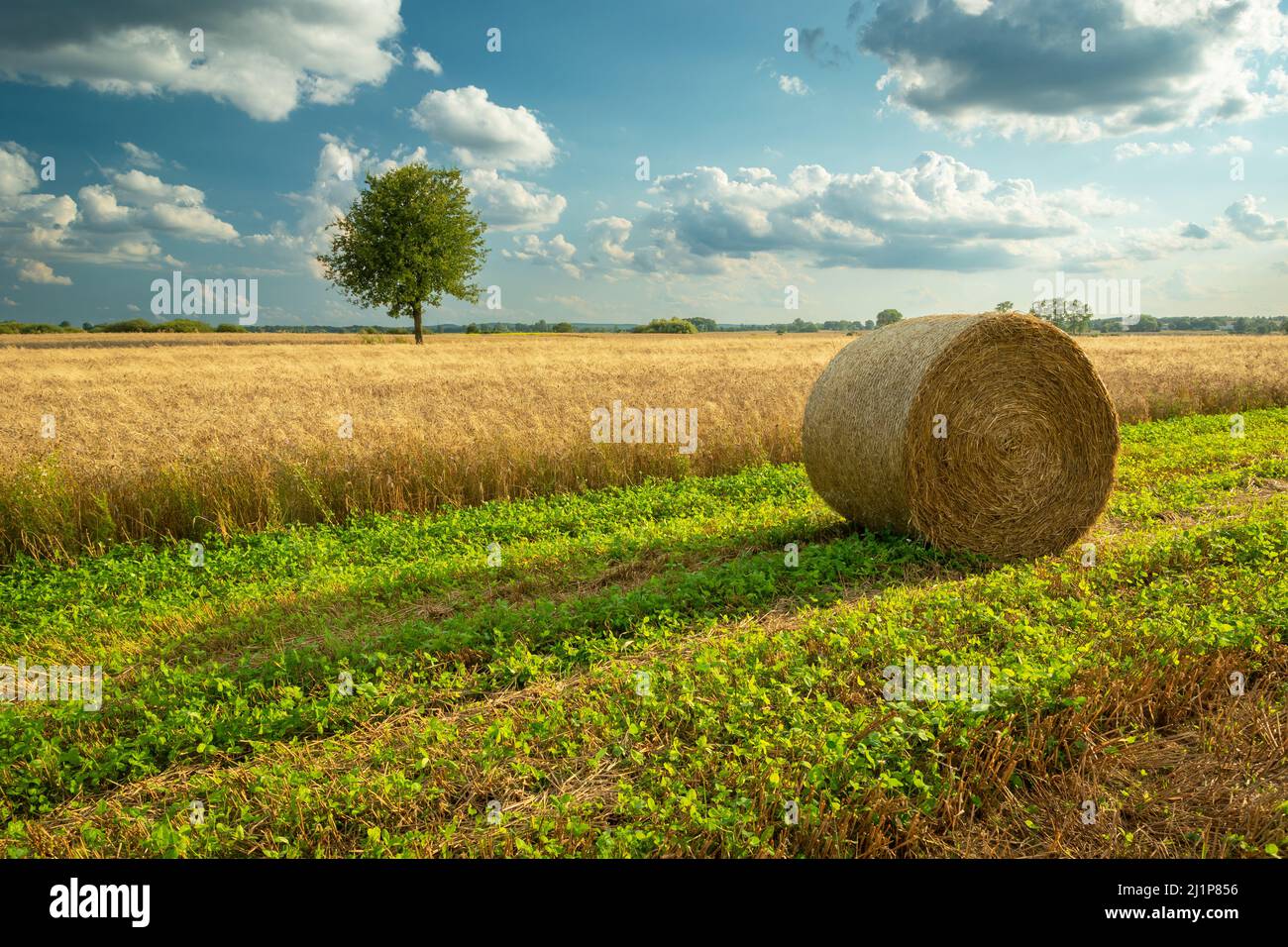 A bale of hay is lying next to a grain field and a lonely tree in the ...