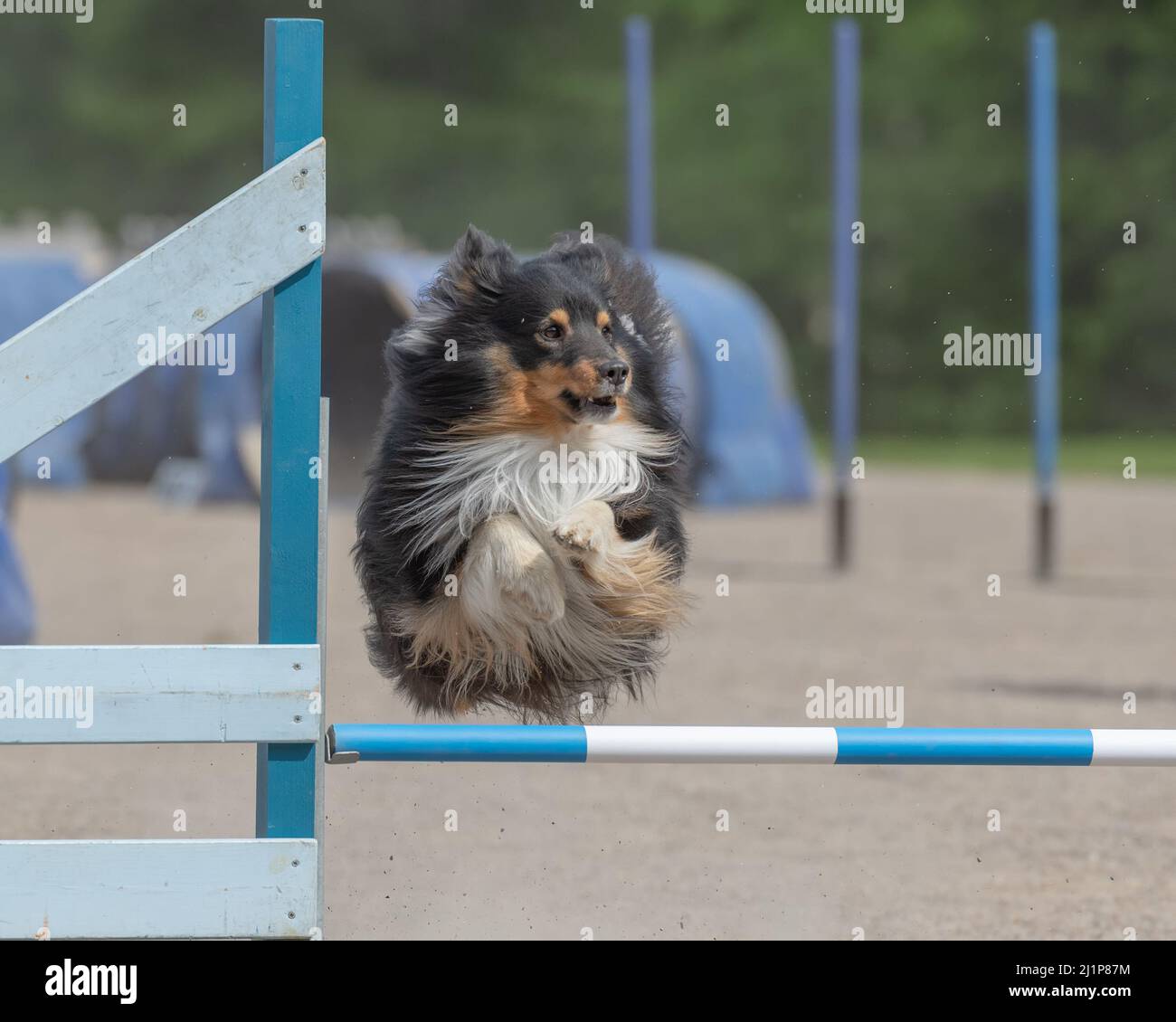 A Shetland Sheepdog jumping over an agility hurdle in agility ...