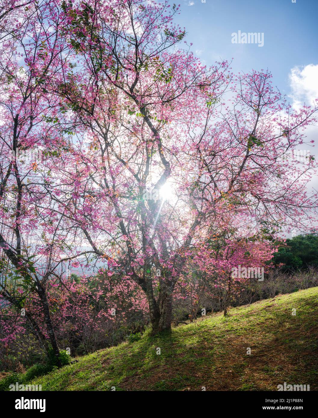 Wild Himalayan Cherry tree blooming with pink foliage in the forest on ...
