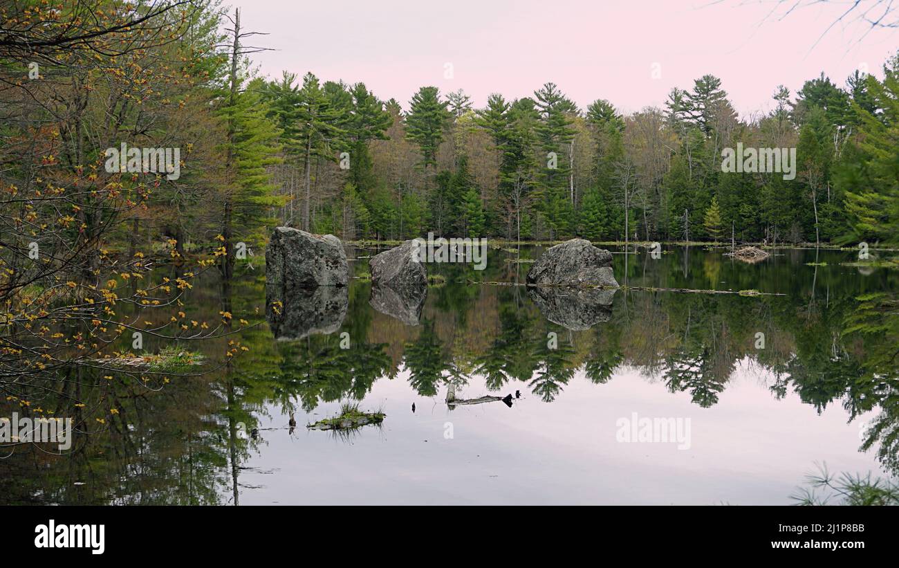 Green forest landscape, reflection of pine trees by the lake in the ...