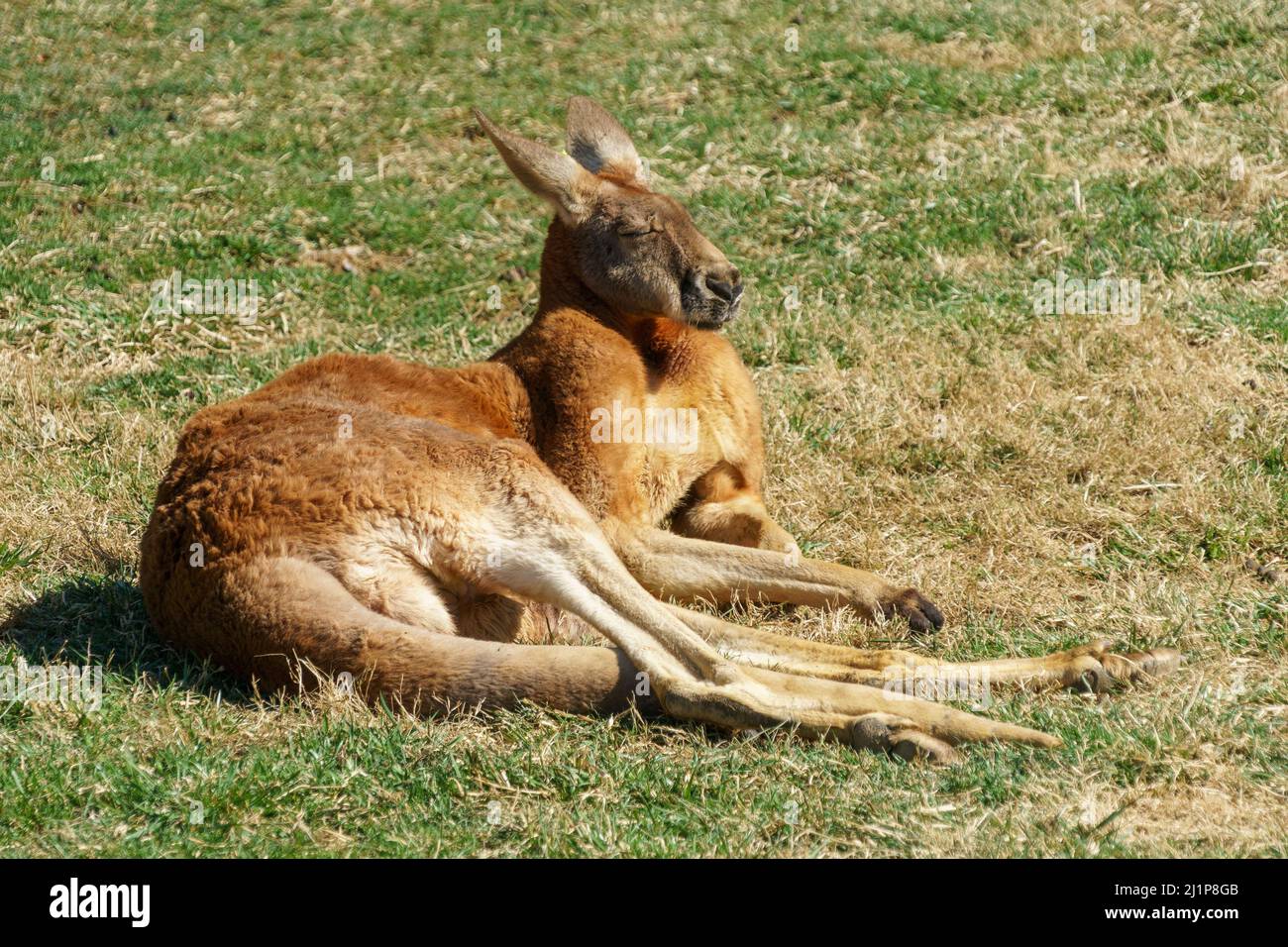 Kangaroo laying down hi-res stock photography and images - Alamy