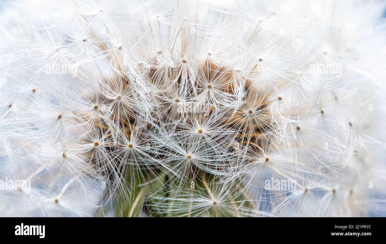 Blowball flower close up. Dandelion with white fluffy pappus seeds ...