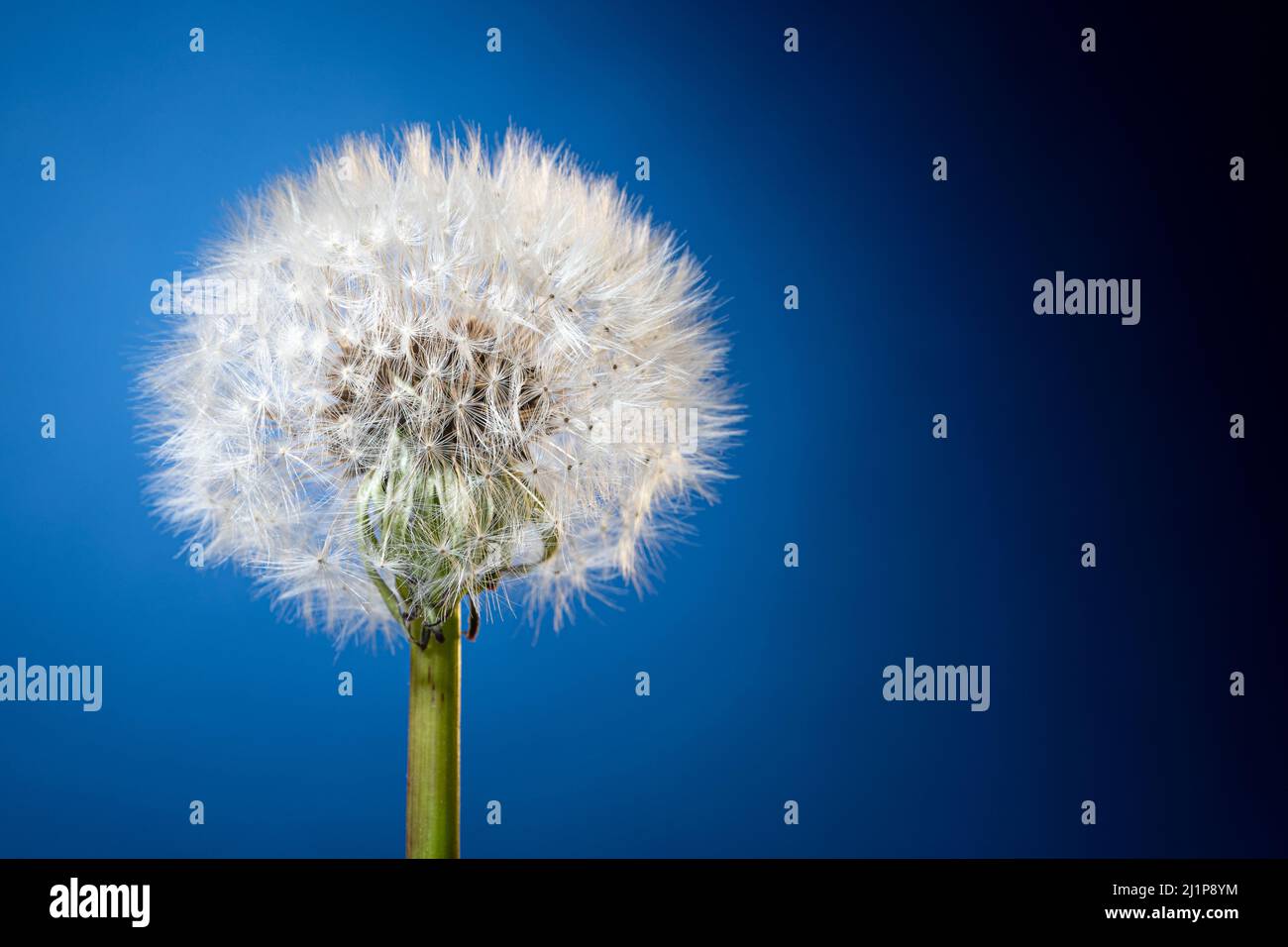 Blowball flower close up. One dandelion with white fluffy pappus seeds ...