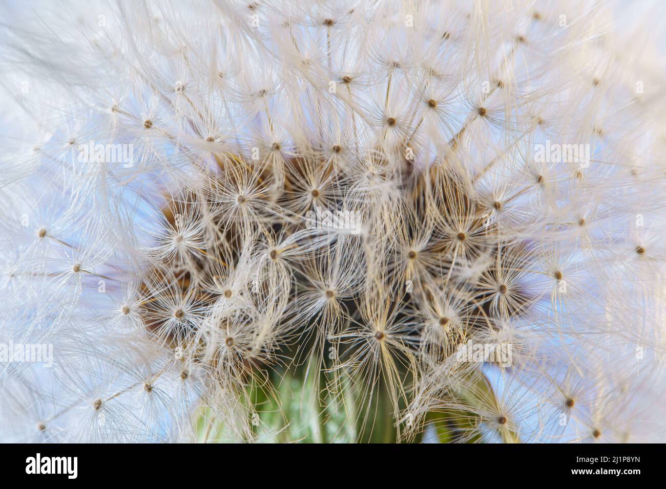 Blowball flower close up. Dandelion with white fluffy pappus seeds ...