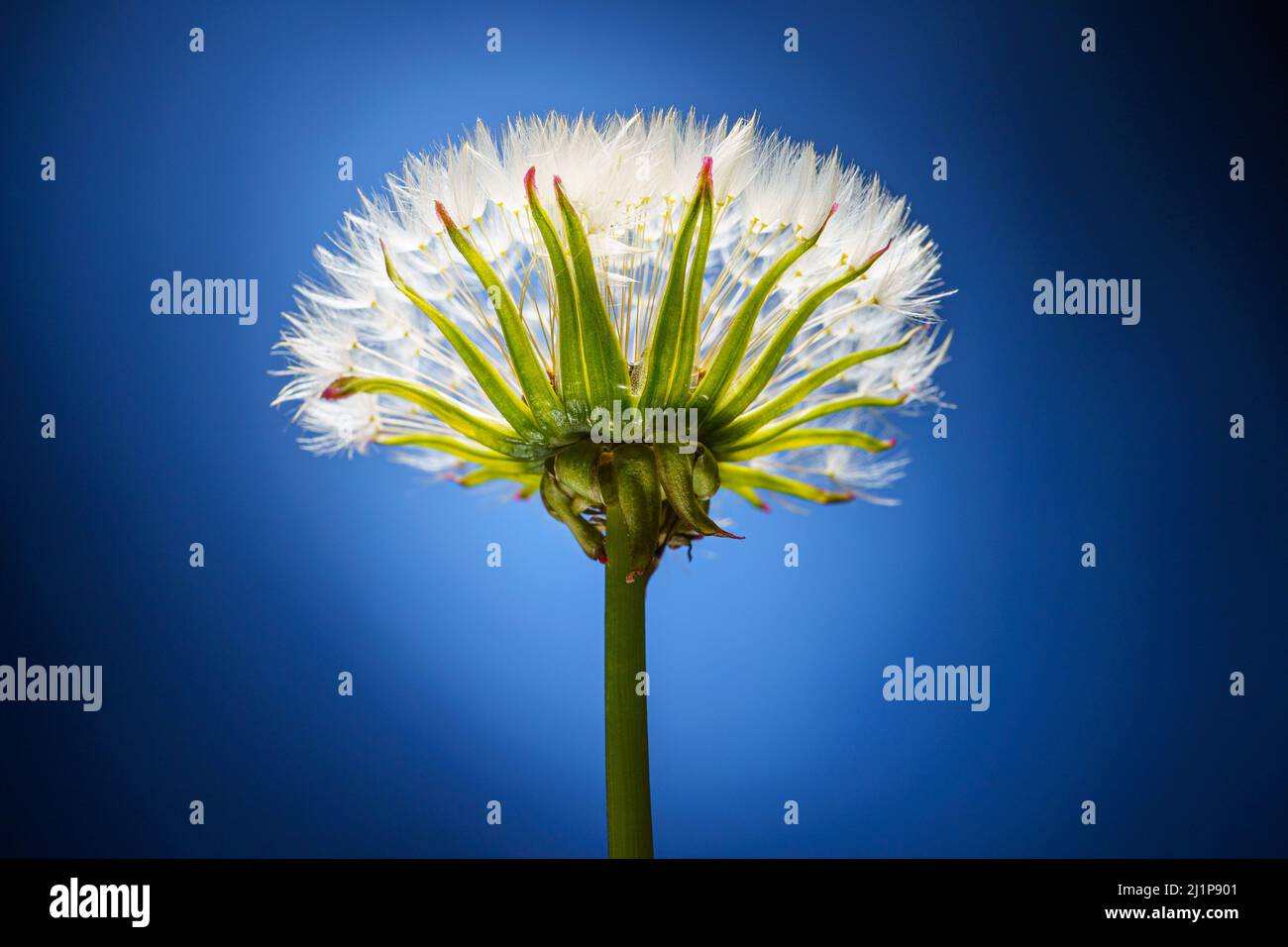 Blowball flower close up. One dandelion with white fluffy pappus seeds ...