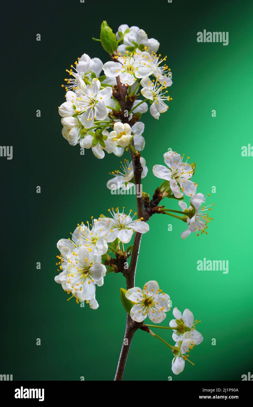 Apple Tree Branch on a Green Background. Spring Garden Flowers Close Up ...