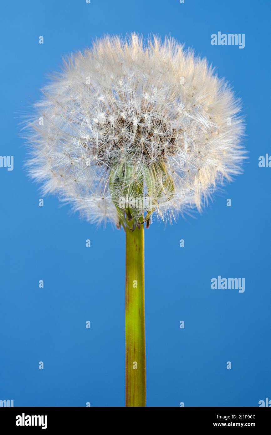 Blowball flower close up. One dandelion with white fluffy pappus seeds ...