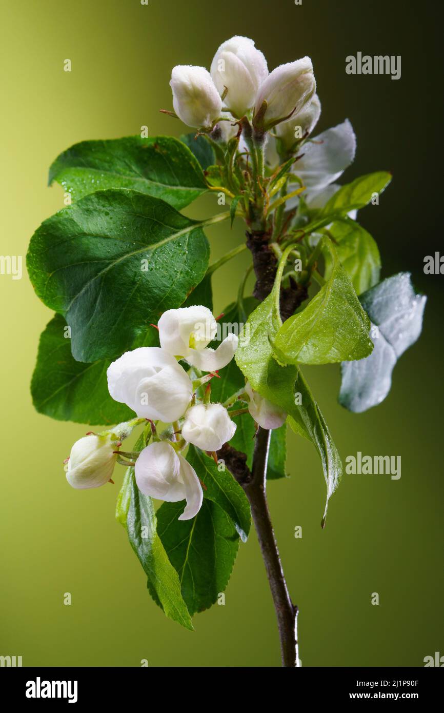 Flowering Apple Tree Flowers on Green Background. Spring Flowers ...