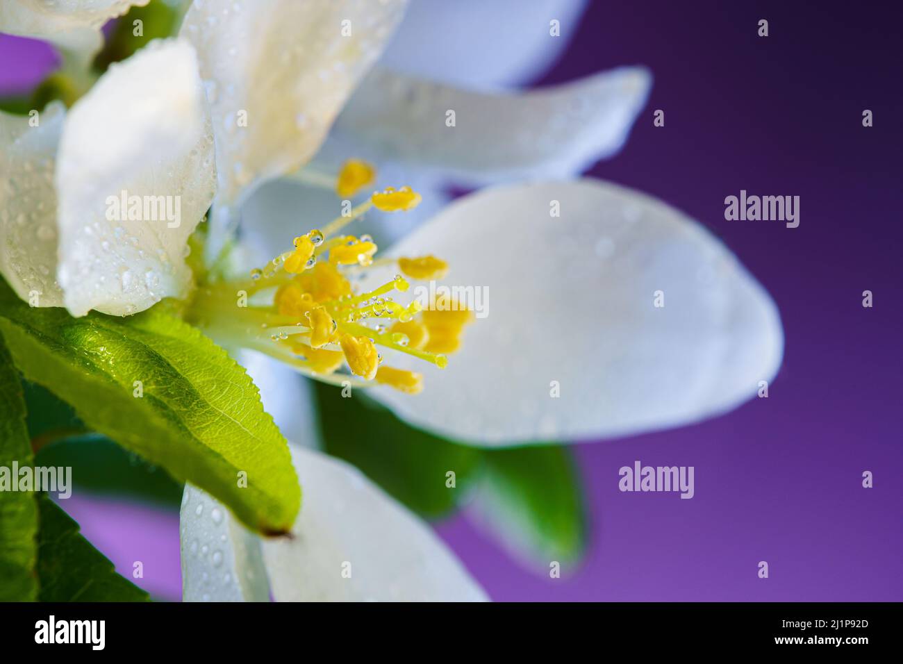 Flowering Apple Tree Flowers Covered with Raindrops Close Up on Purple ...