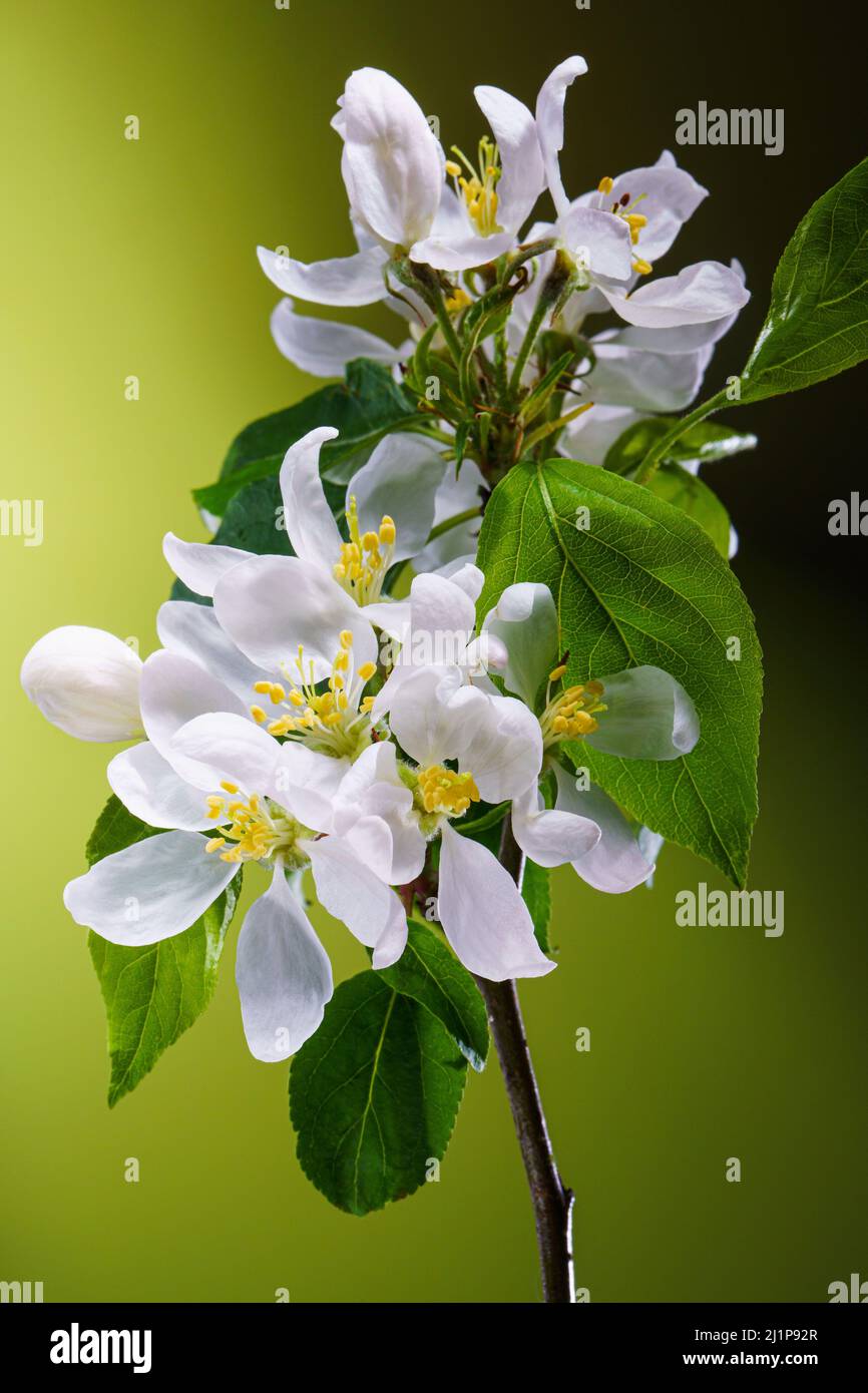 Flowering Apple Tree Flowers on Green Background. Spring Flowers ...