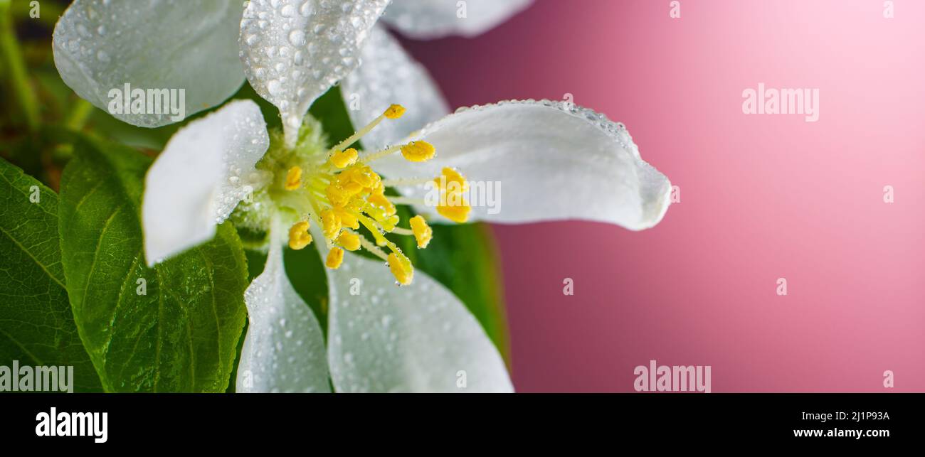 Flowering Apple Tree Flower Covered with Raindrops Close Up. Spring ...