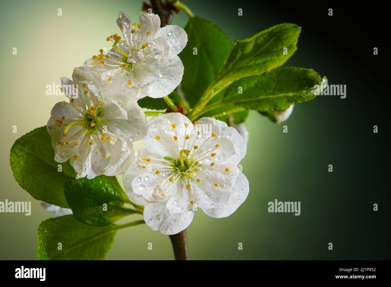 Plum Tree Branch with Blooming Flowers Buds Covered with Raindrops on a ...