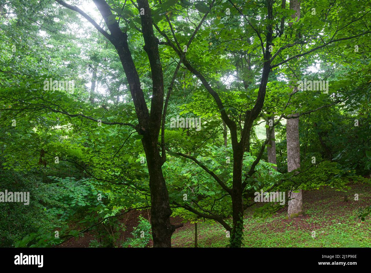 Hardwood trees hi-res stock photography and images - Alamy