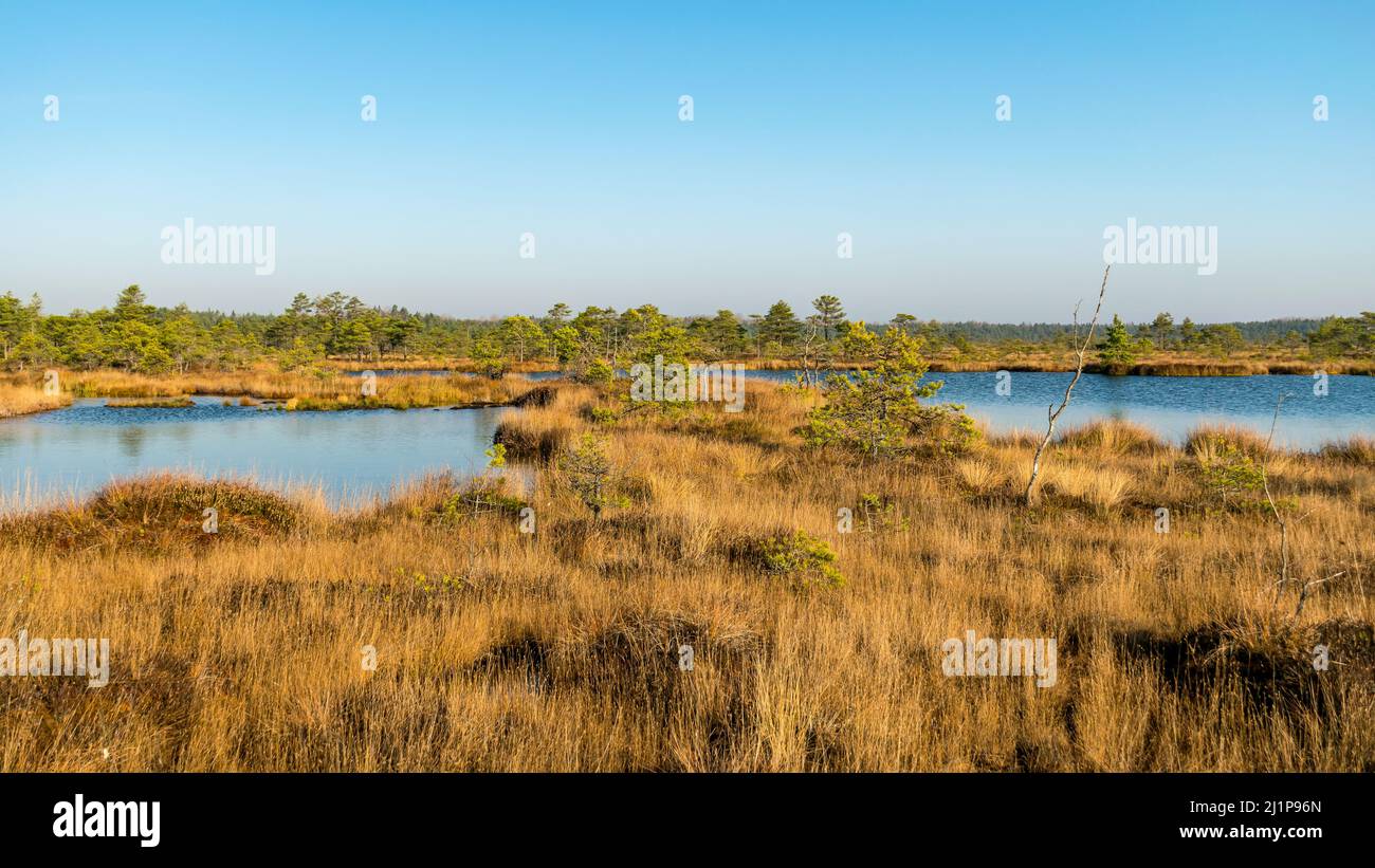 blue sky is reflected in a calm bog lake, bog pines surround the lake ...