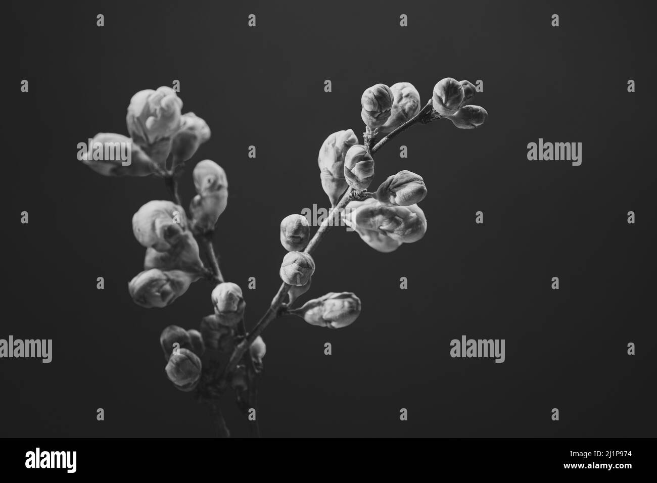 Natural quince Black and White Stock Photos & Images - Alamy