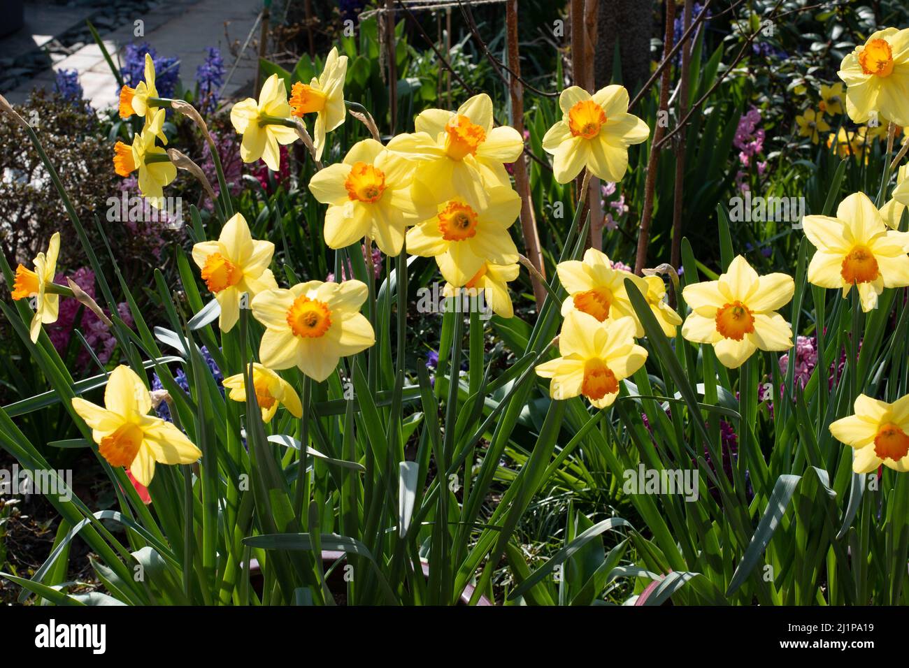 Daffodil (Narcissus) Red Devon Stock Photo - Alamy