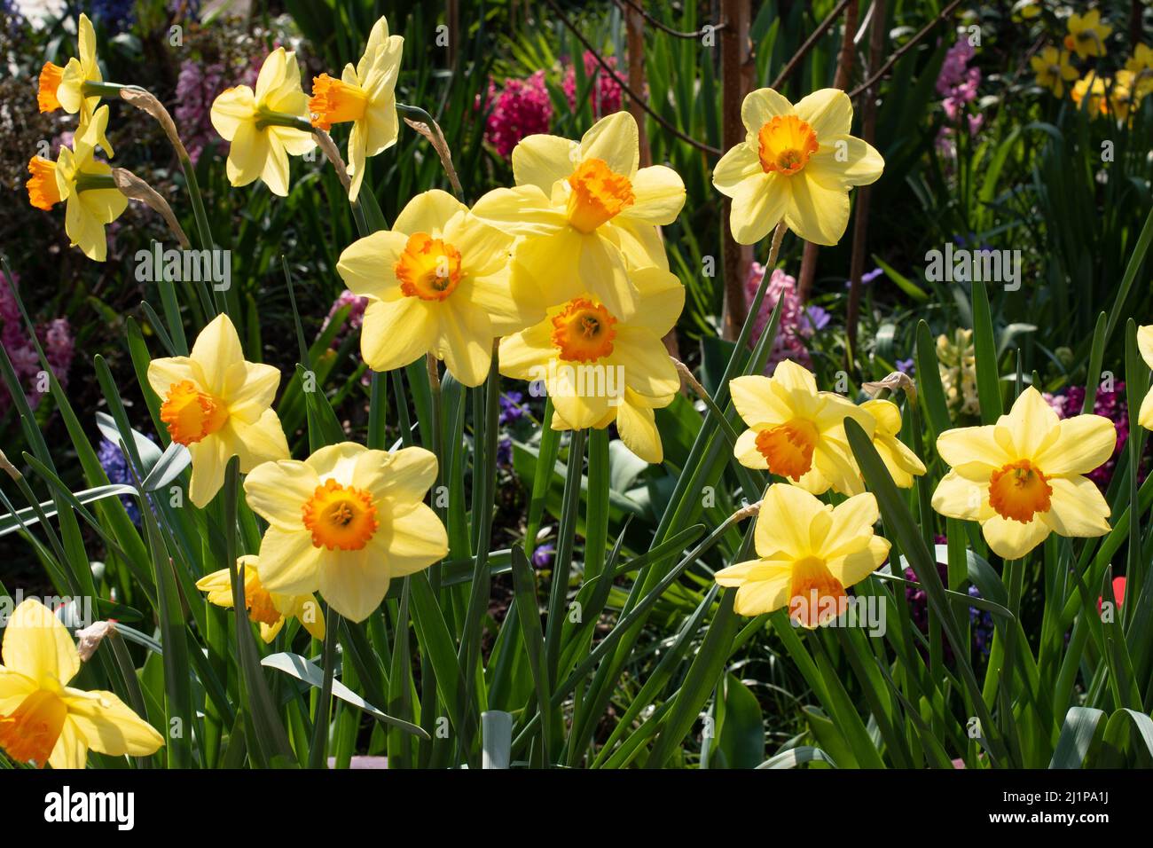 Daffodil (Narcissus) Red Devon Stock Photo - Alamy