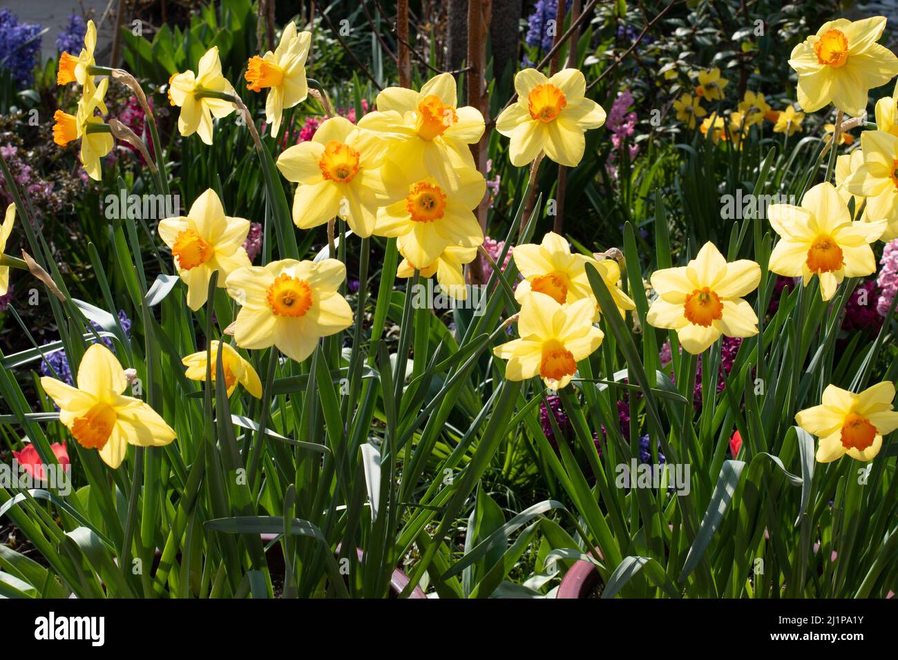 Large cupped daffodil red devon hi-res stock photography and images - Alamy
