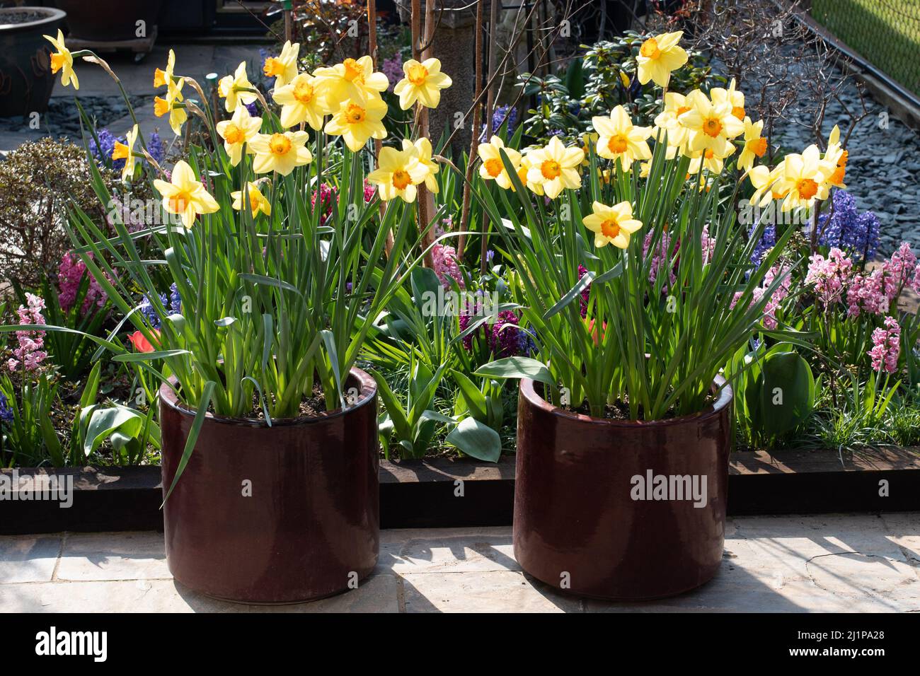 Daffodil (Narcissus) Red Devon Stock Photo - Alamy