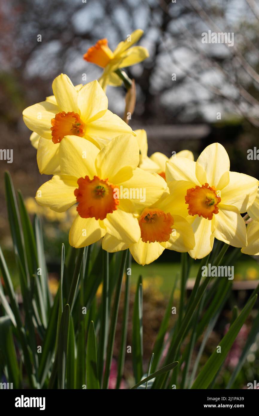 Large cupped daffodil red devon hi-res stock photography and images - Alamy