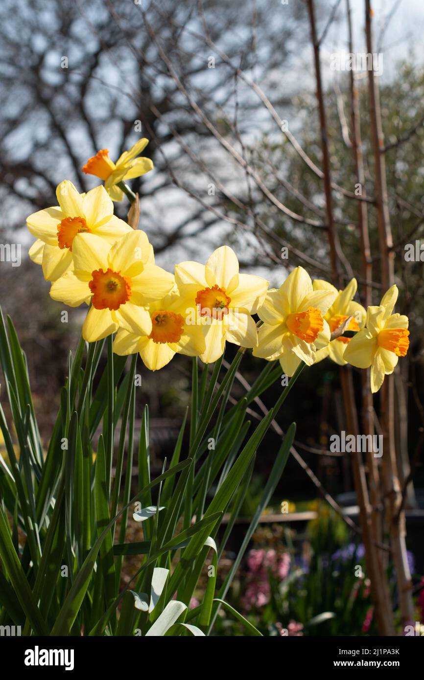 Daffodil (Narcissus) Red Devon Stock Photo - Alamy