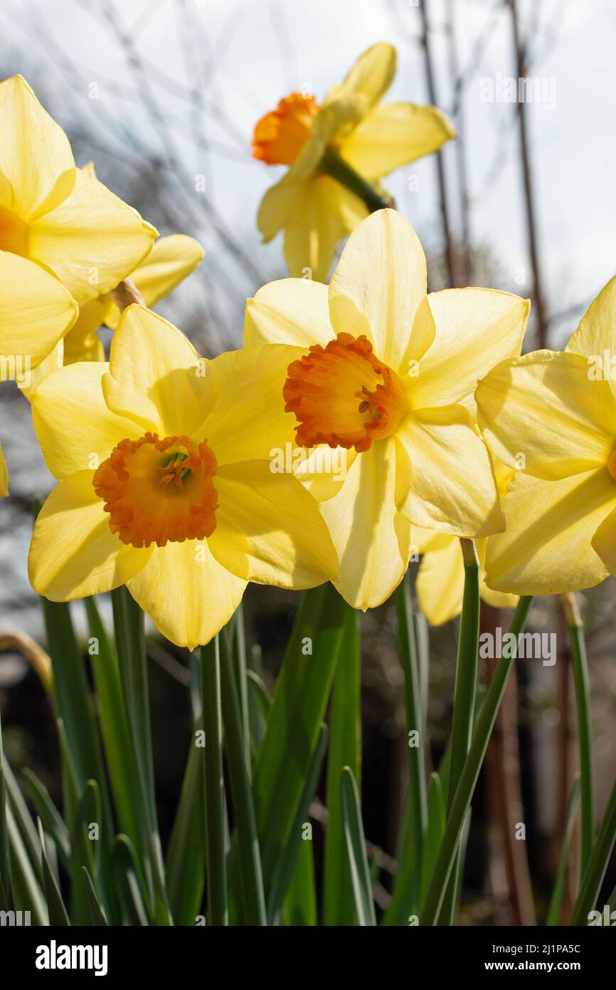 Daffodil (Narcissus) Red Devon Stock Photo - Alamy