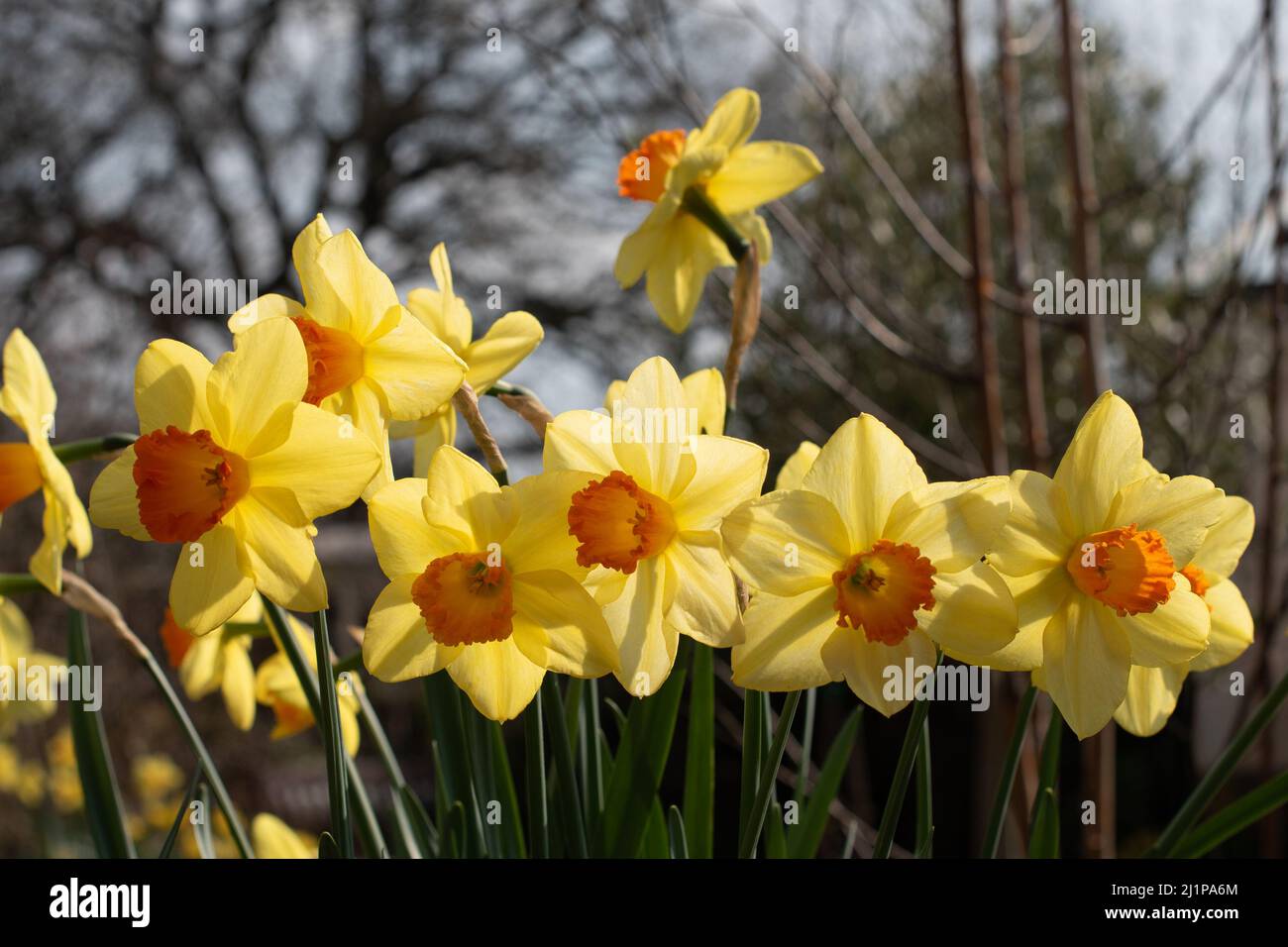 Large cupped daffodil red devon hi-res stock photography and images - Alamy