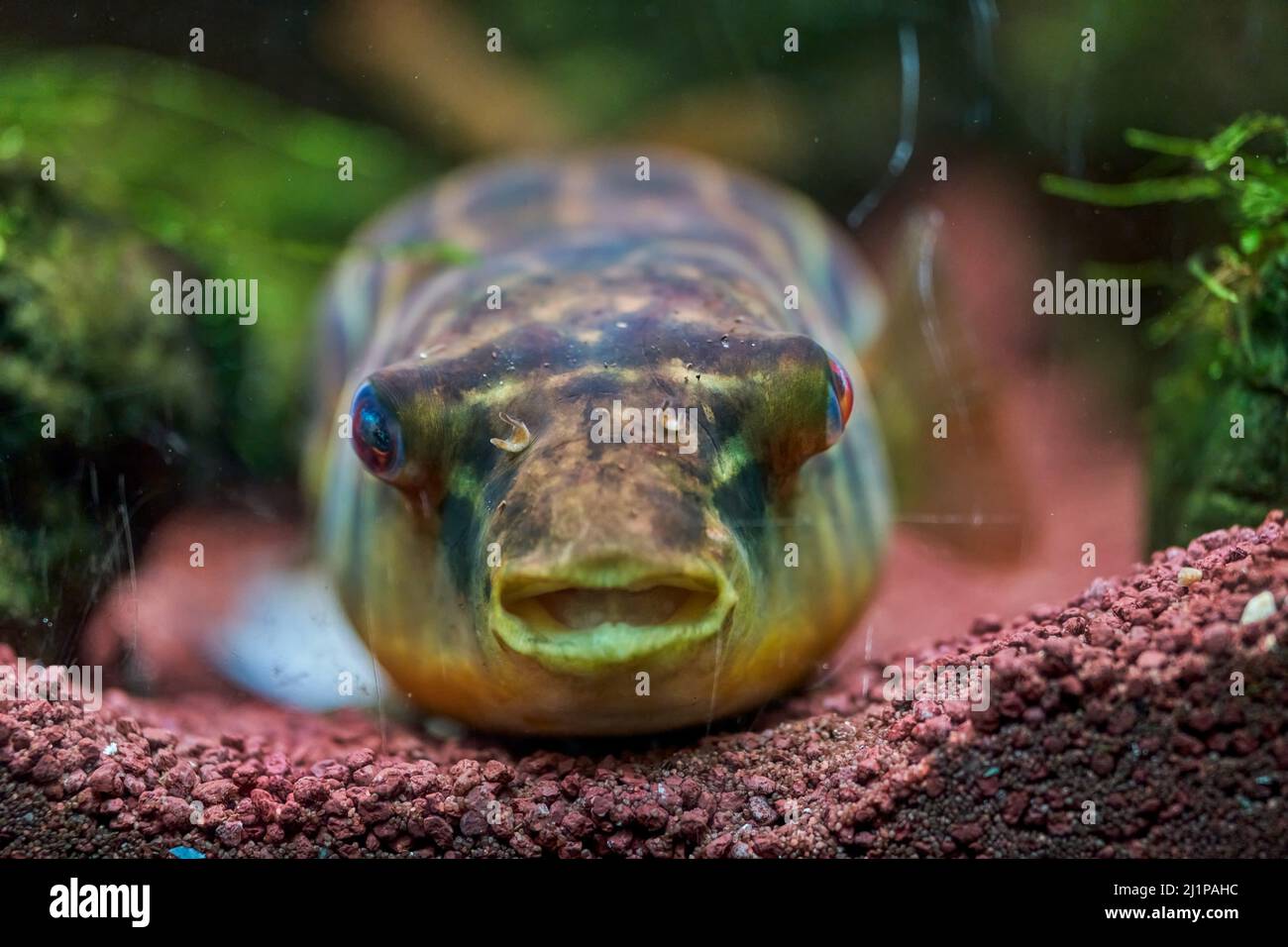 The fahaka pufferfish (from Arabic: فهقة), also known as the Nile ...