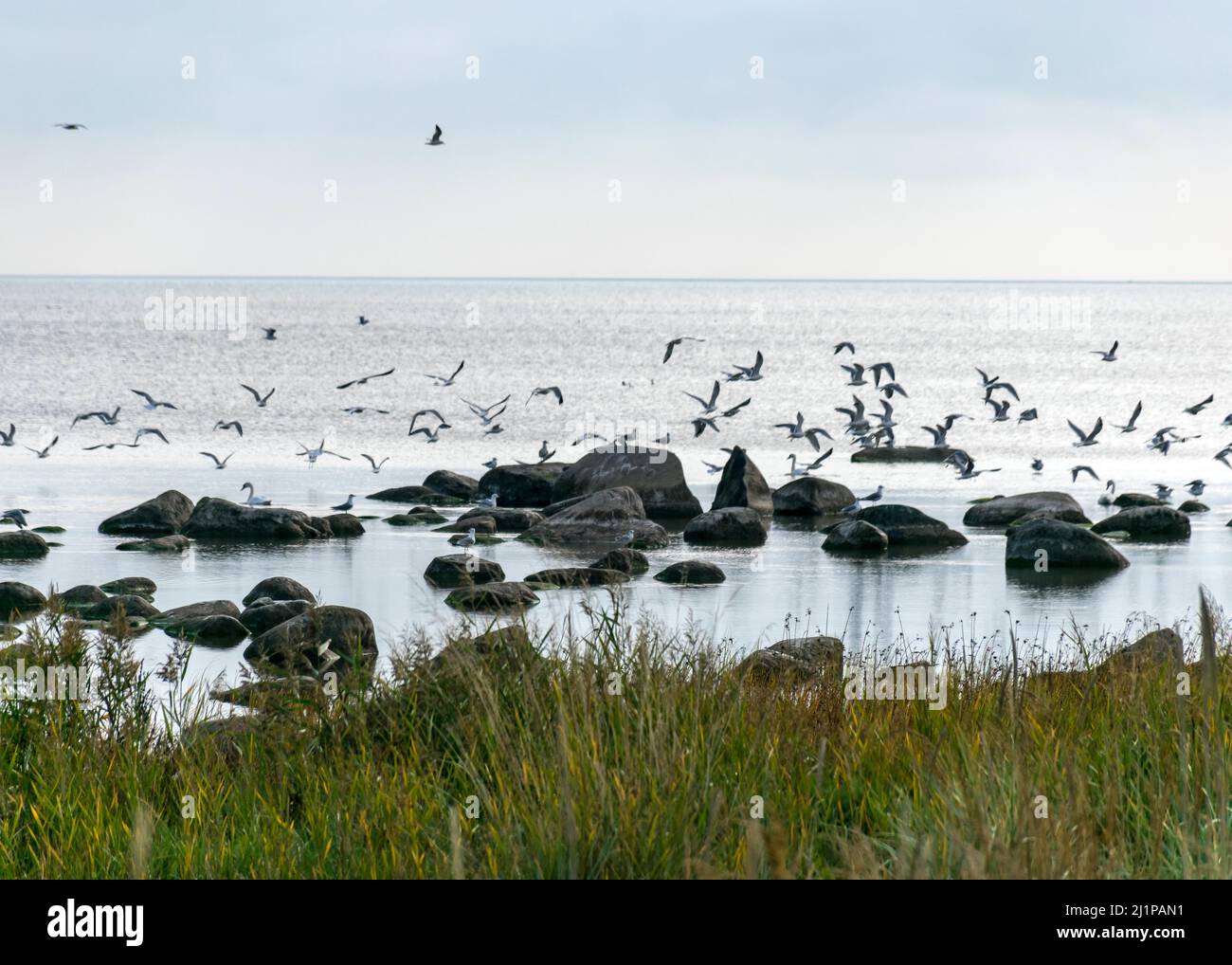 landscape formed by large boulders covering the coast, a flock of birds ...