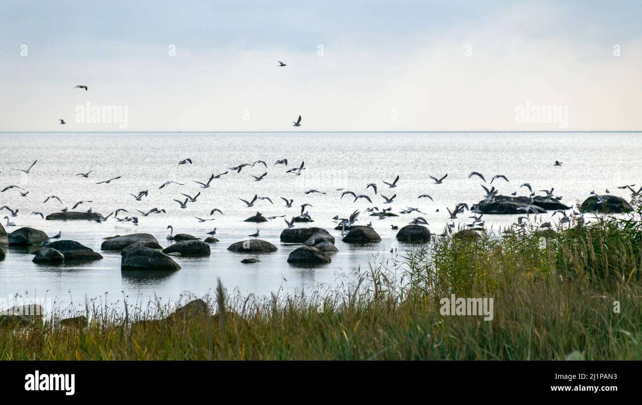 landscape formed by large boulders covering the coast, a flock of birds ...