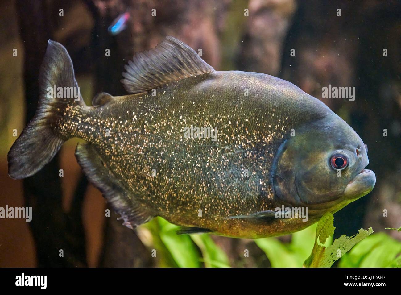The red-bellied piranha, also known as the red piranha (Pygocentrus ...