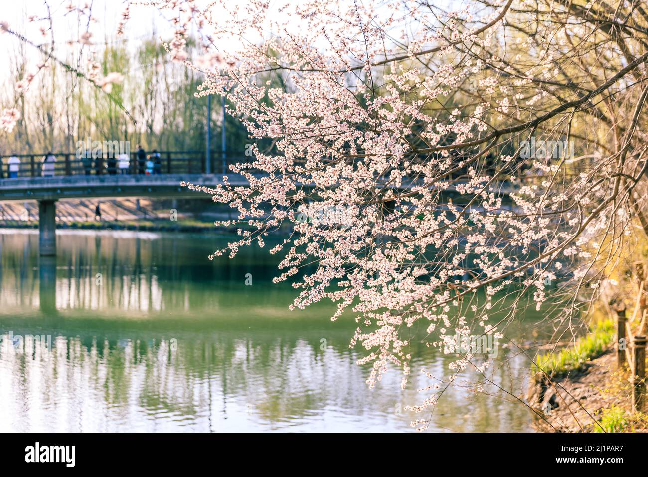 China Beijing Olympic Forest Park Spring View with flowers bloom Stock ...