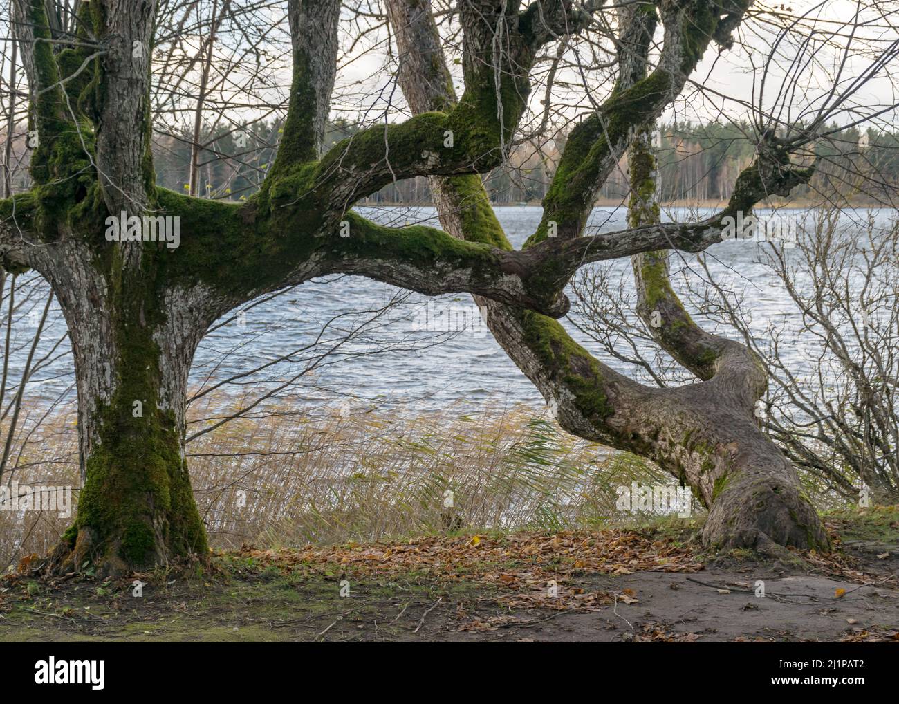 beautiful linden tree alley in the manor park, trees in autumn without ...