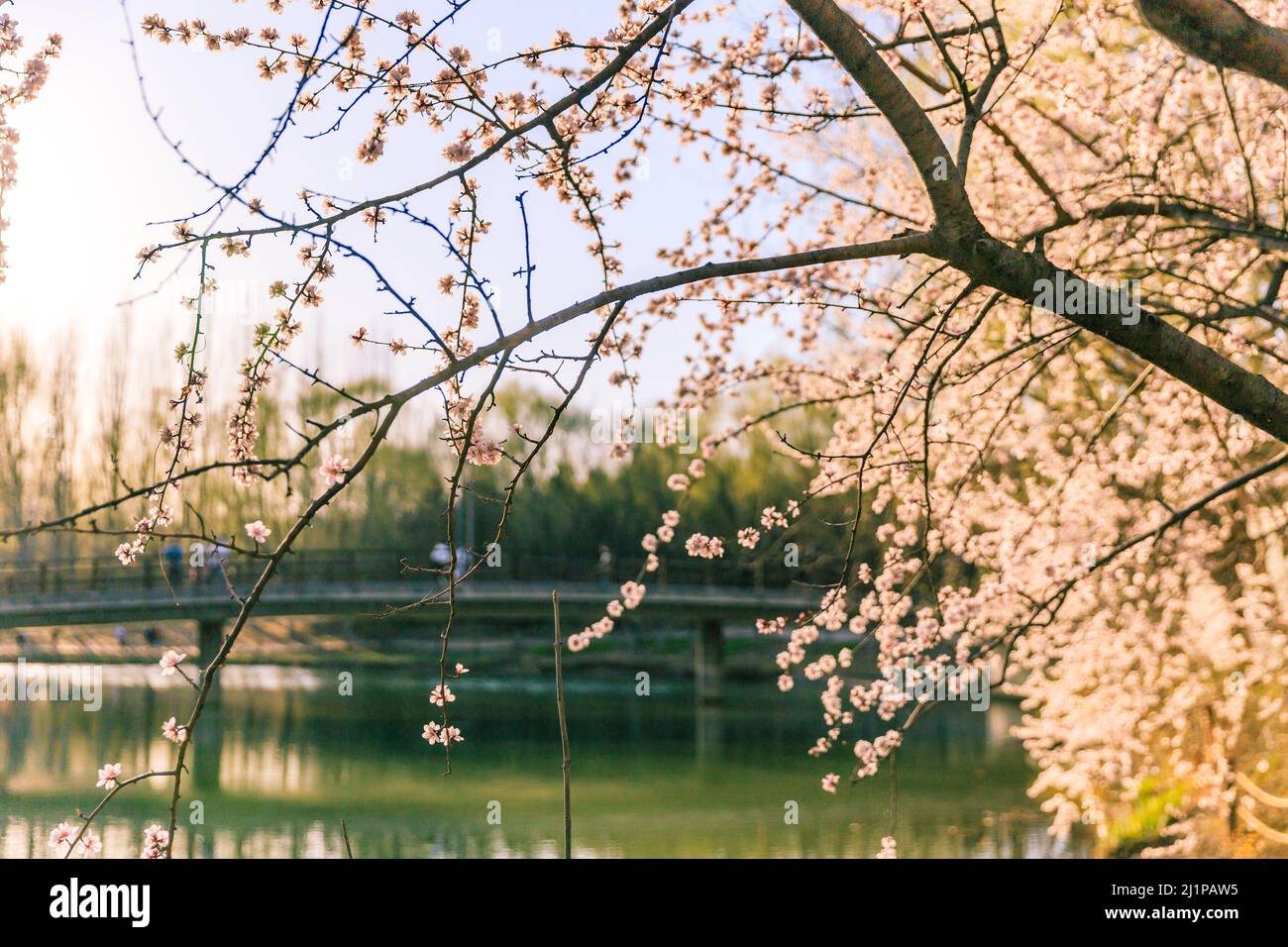China Beijing Olympic Forest Park Spring View with flowers bloom Stock ...