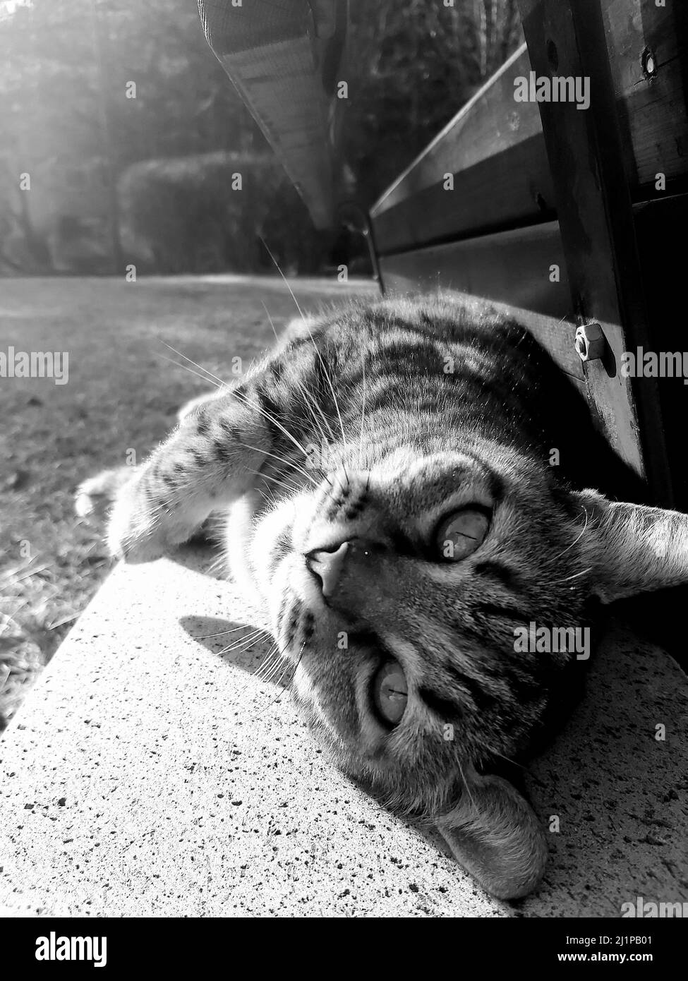 Cat Under Sunlight Stock Photo - Alamy