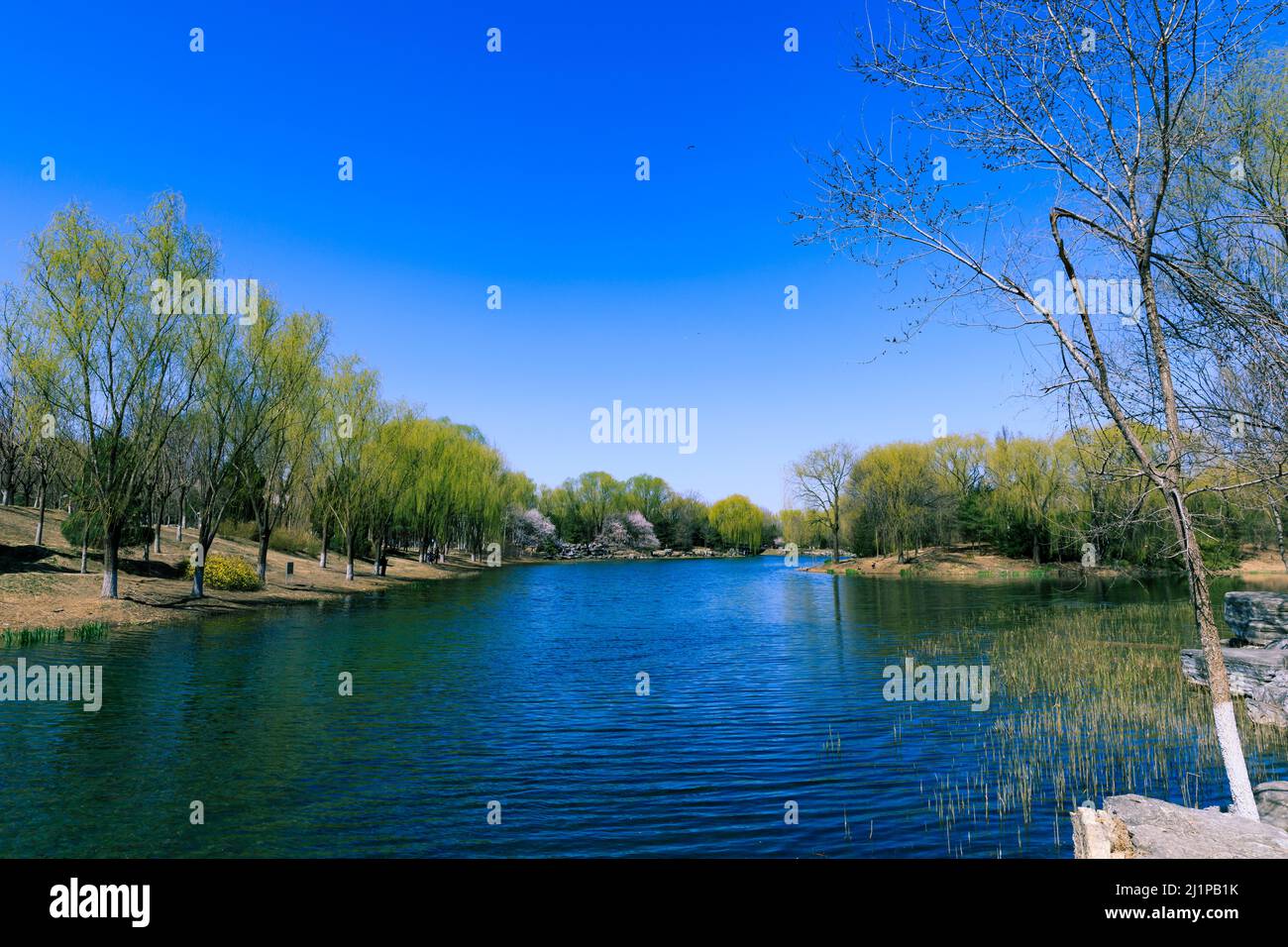 China Beijing Olympic Forest Park Spring View with flowers bloom Stock ...